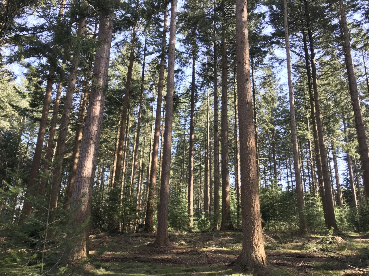 Douglasgraner Hareskoven