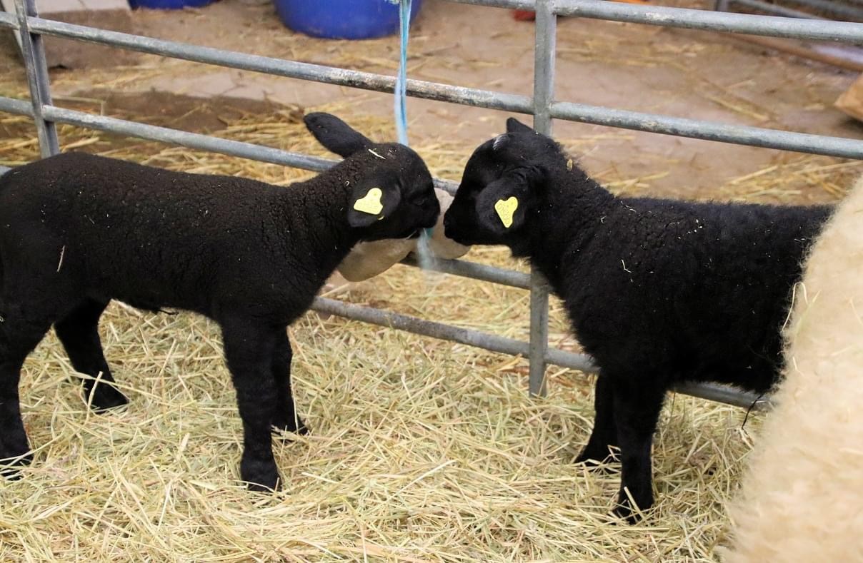 Forårslam i Romnihallen