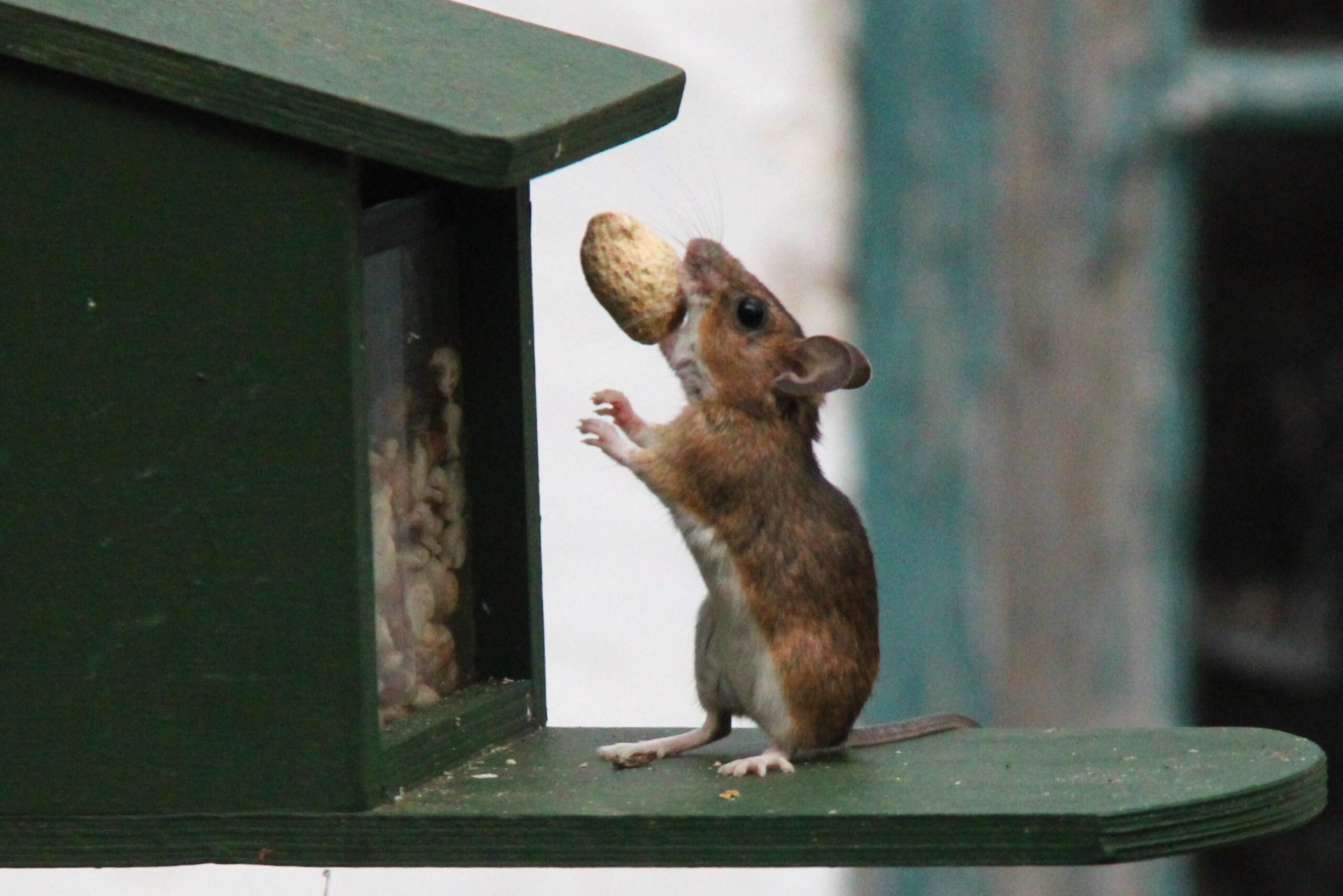 Naturen lige nu - Den fantastiske halsbåndmus