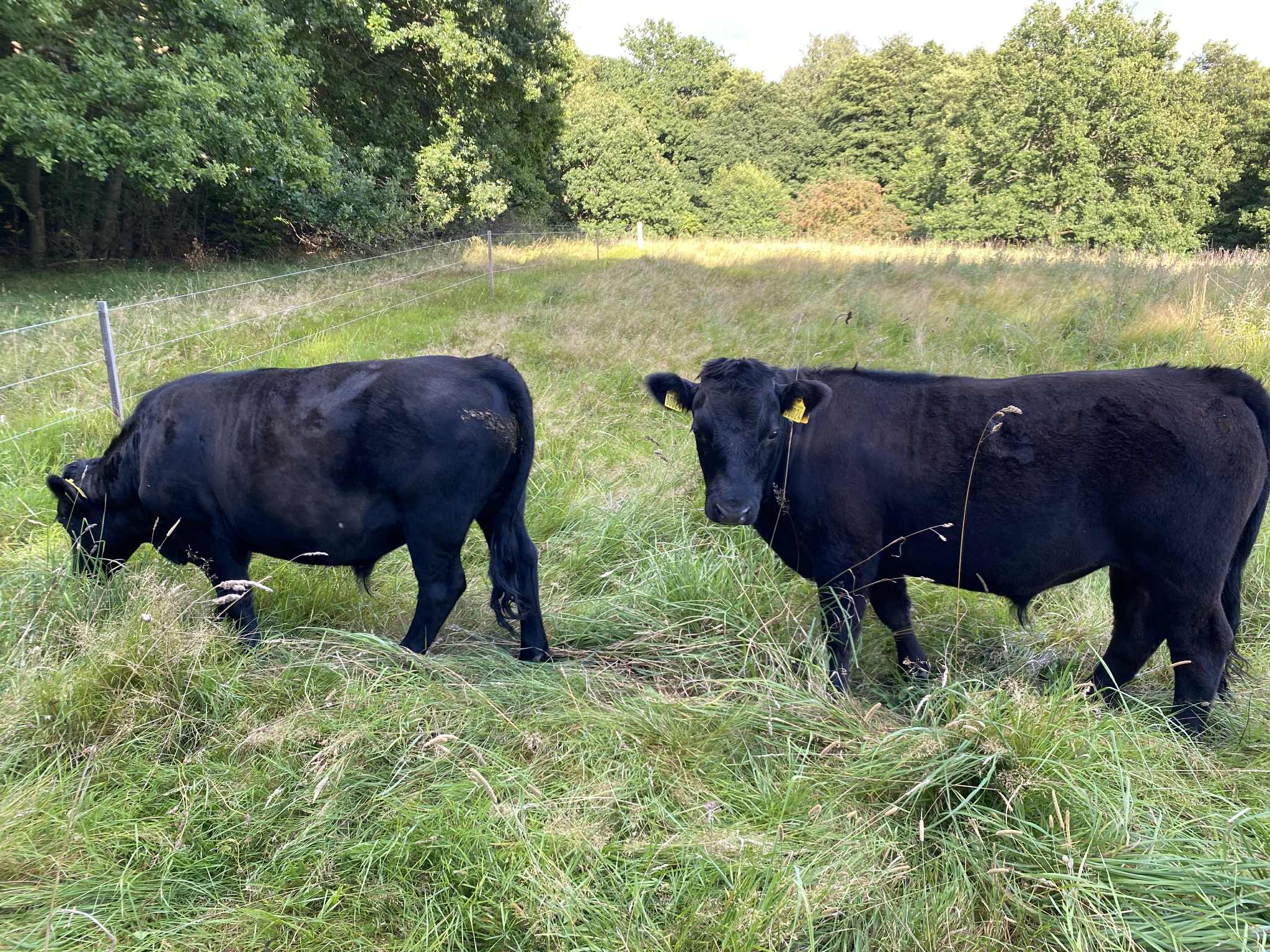 Her er prisen for græsningsprojektet - 1,46 mio. kr.