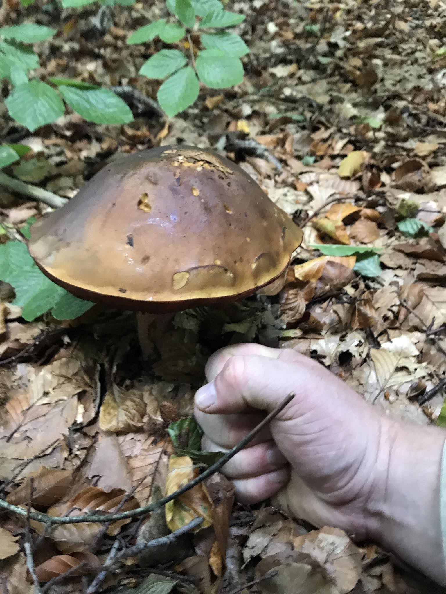 Nichlas kom til at spise Nørreskovens svar på en panda